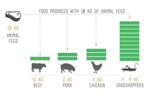 There’s a bug in my plate, and it’s delicious | FairPlanet