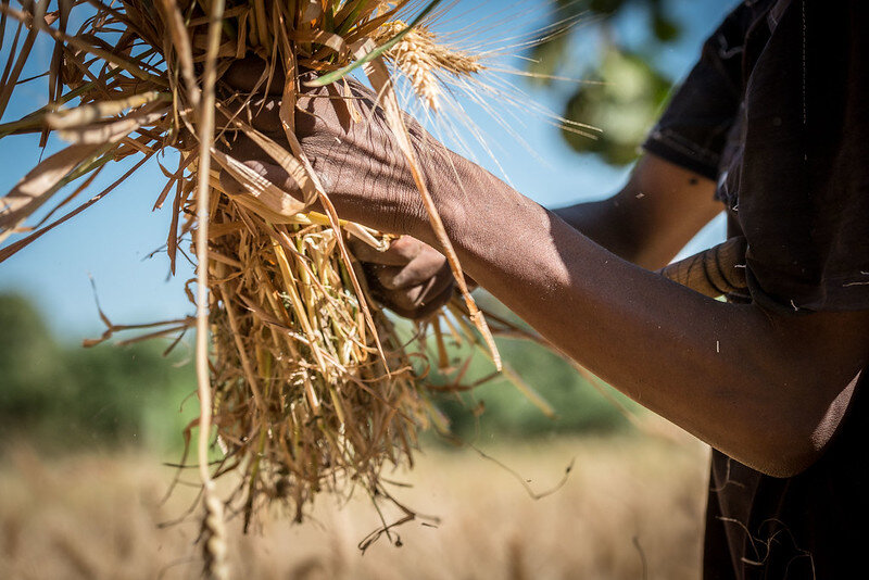 The humble wheat farmer who could save a region | FairPlanet