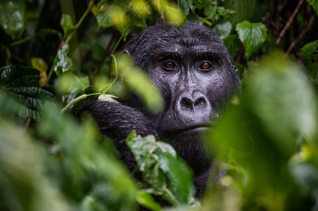 Lessons in promoting human-wildlife coexistence | FairPlanet
