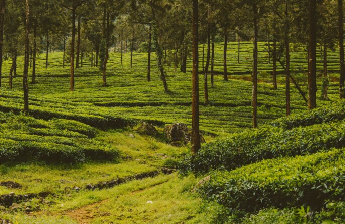 Protecting India’s valuable Open Natural Ecosystems | FairPlanet