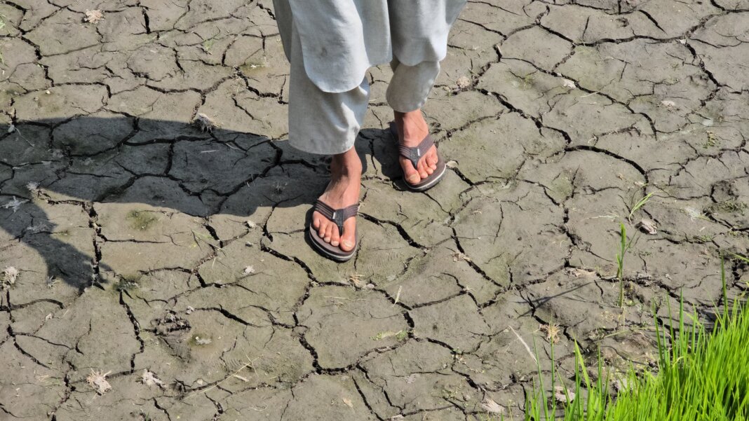 Rice fields wither under climate pressure in Kashmir and Nigeria ...