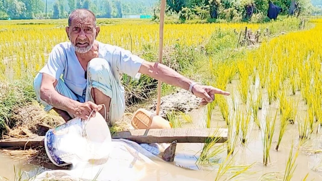 Rice fields wither under climate pressure in Kashmir and Nigeria ...