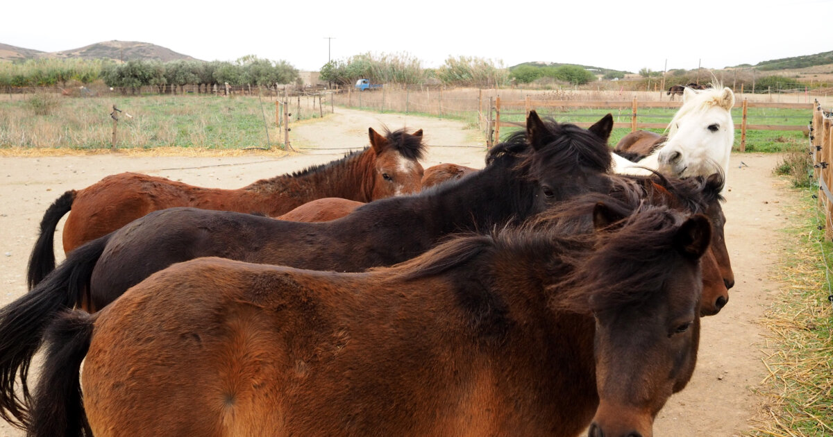 The Little Horse of Skyros: Preserving Greece’s Native Wildlife ...