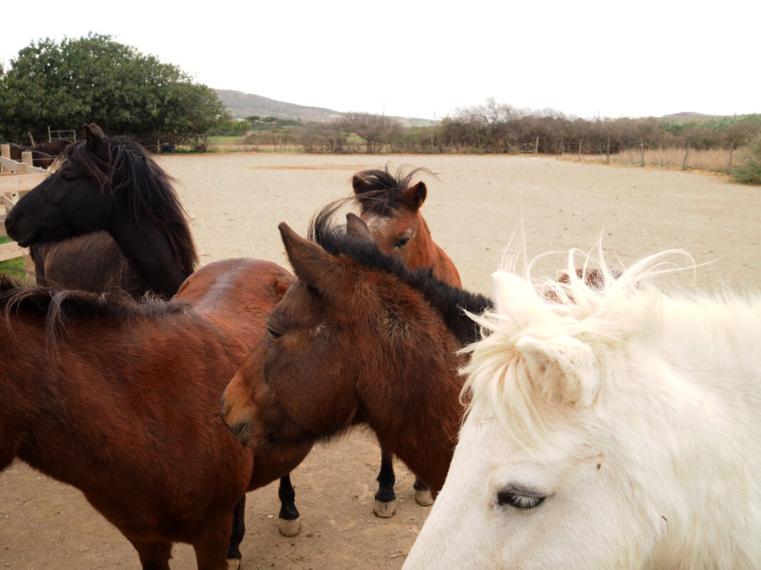 The Little Horse of Skyros: Preserving Greece’s Native Wildlife ...
