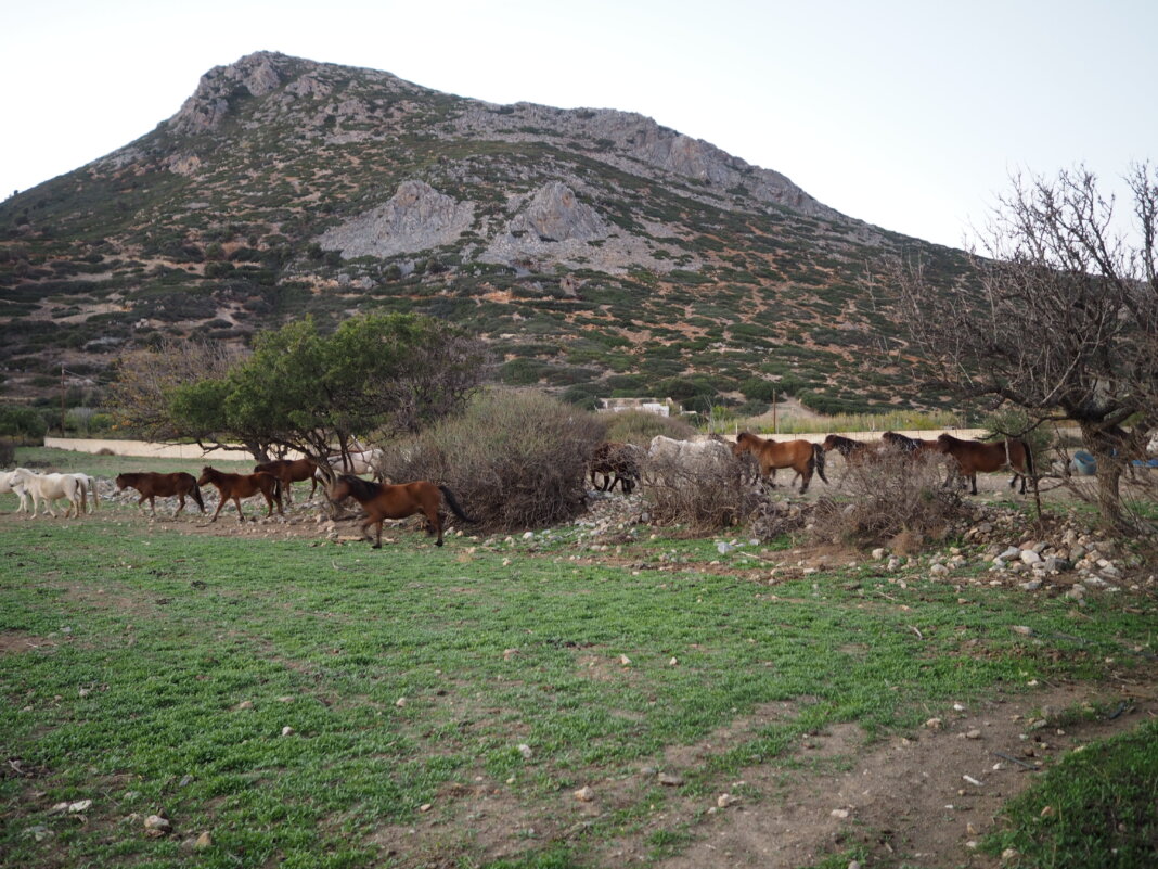 The Little Horse of Skyros: Preserving Greece’s Native Wildlife ...
