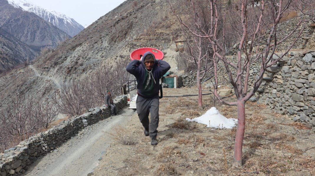 As Winters vanish, Himalayan Apple farmers haul snow to save their ...