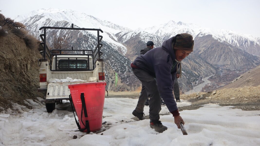 As Winters vanish, Himalayan Apple farmers haul snow to save their ...