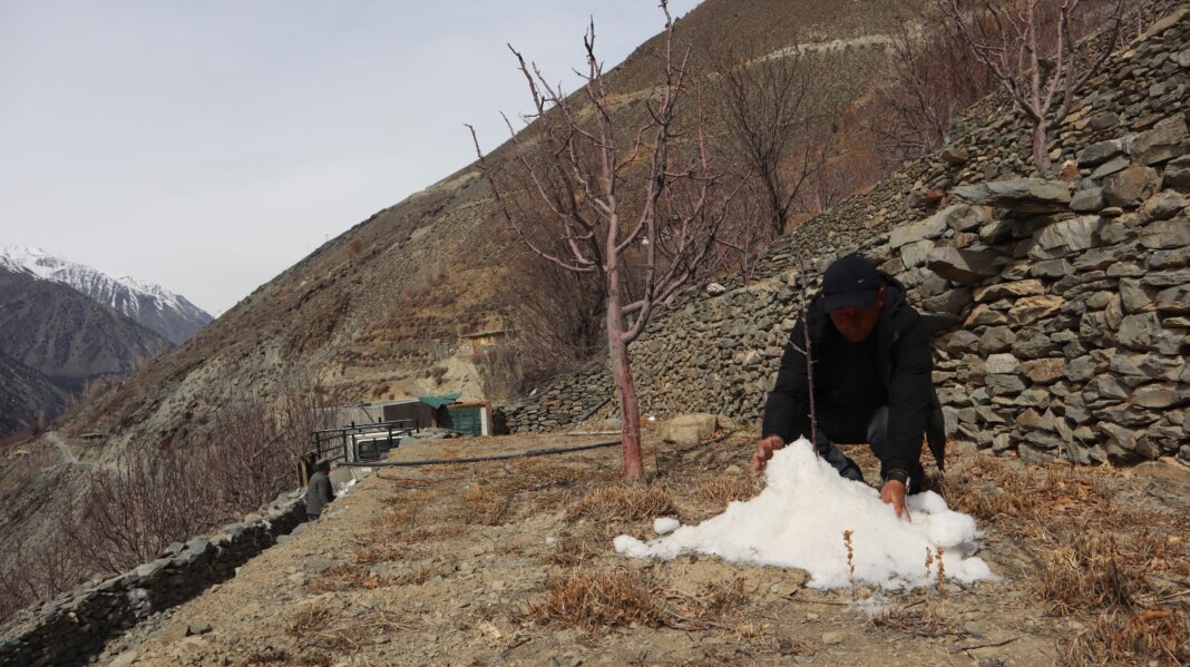 As Winters vanish, Himalayan Apple farmers haul snow to save their ...