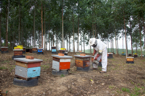 Press Review: Landless young in Kenya turn to beekeeping & A biofuel ...