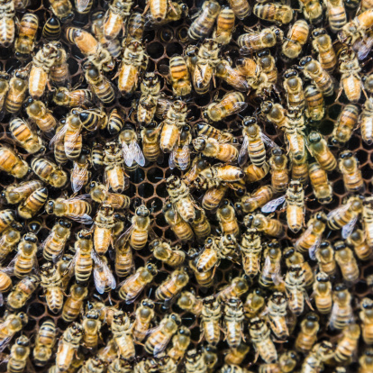 Wanted: 7 billion individual bees for Europe | FairPlanet