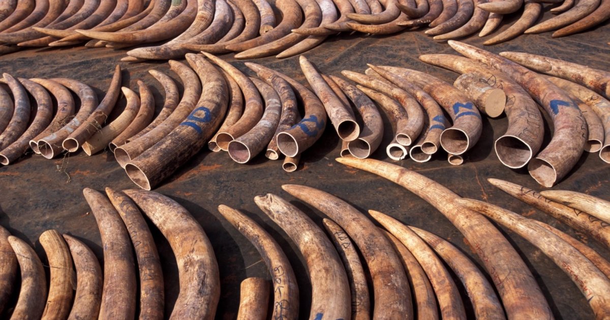 Ivory trade wreaks havoc on human lives | FairPlanet