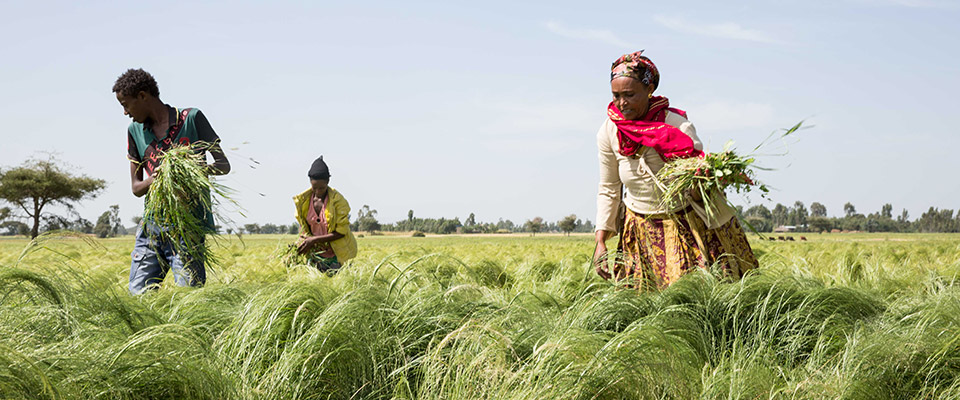 Transforming agriculture in Ethiopia | FairPlanet Transforming agriculture in Ethiopia | FairPlanet