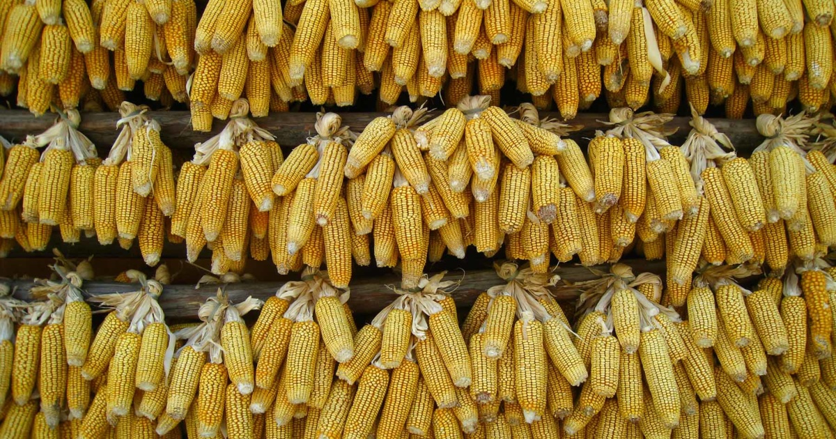 Milpa, when corn wasn’t golden yet | FairPlanet