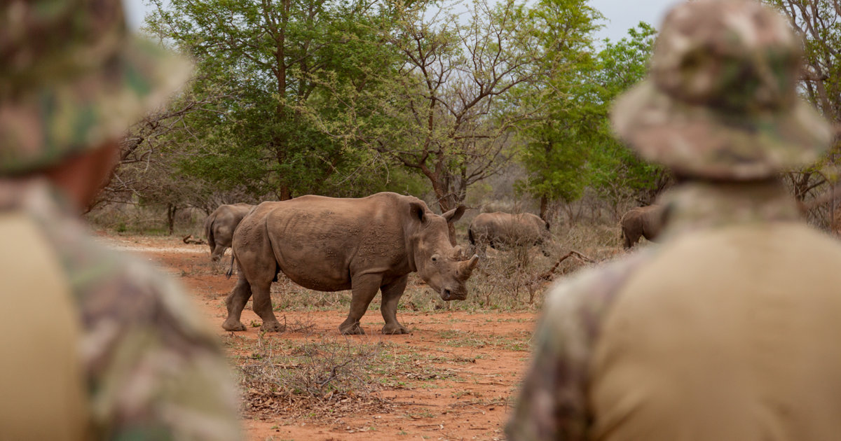 Time is running out – Can we save the Rhino? | FairPlanet