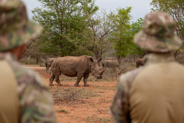 Protecting the living Rhino: The Anti-Poaching Rangers | FairPlanet
