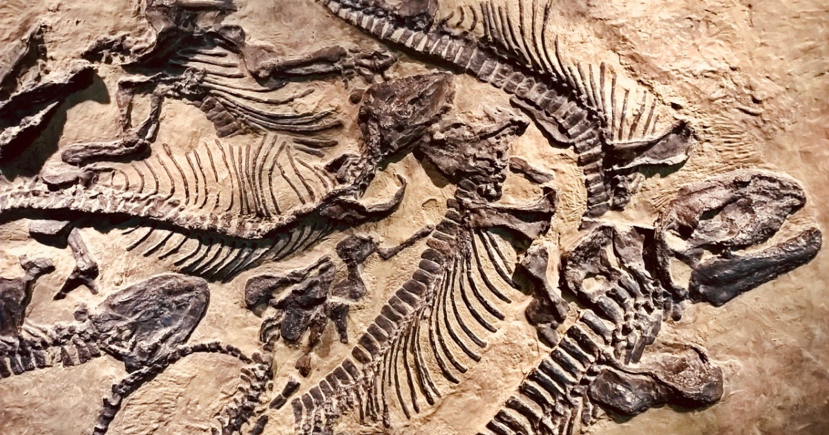 The Anthropocene: Age of Genocide | FairPlanet