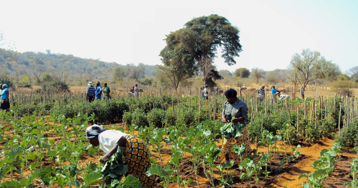 Inner-African development goals instead of borders | FairPlanet