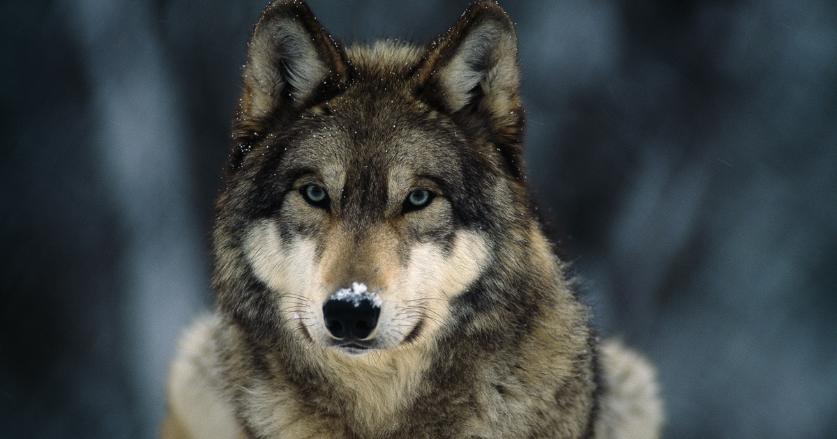 Help protecting the wolves in Germany! | FairPlanet