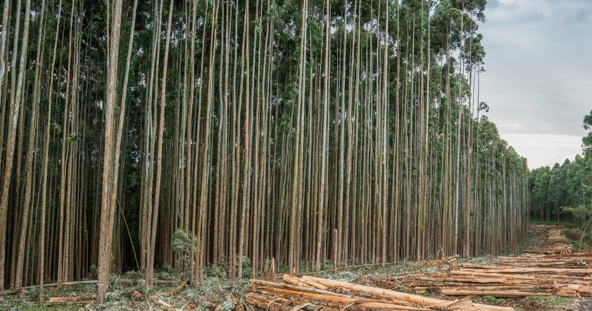 Illegal Chinese logging is devastating Africa’s forests | FairPlanet