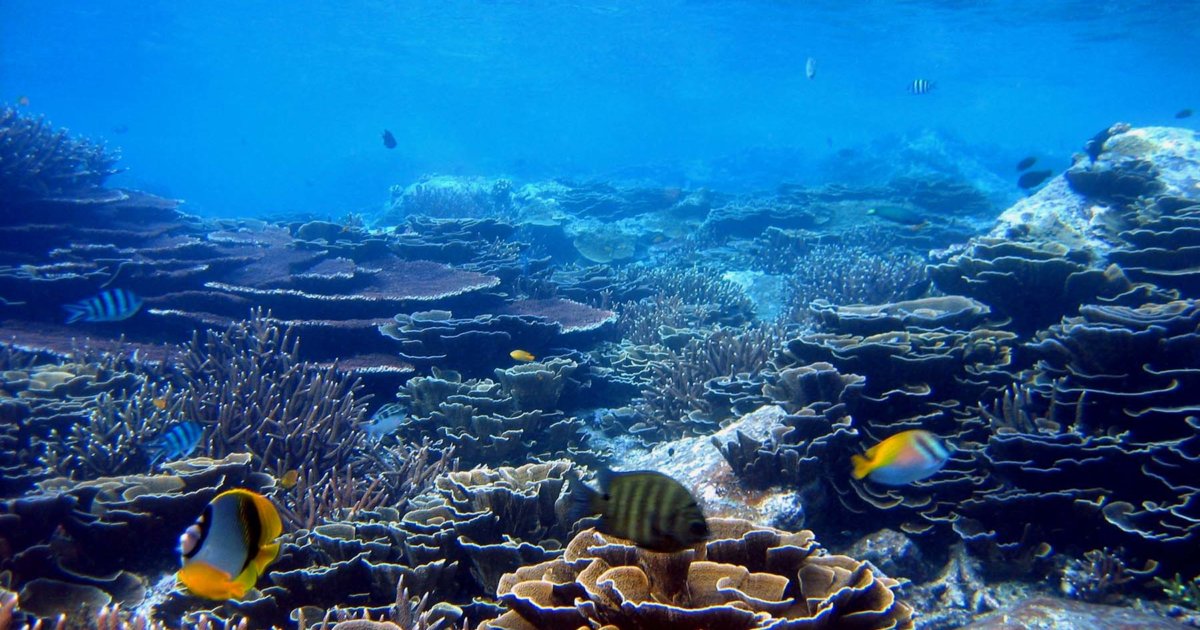 Another Threat to Coral Reefs: Shifting normal Baselines | FairPlanet