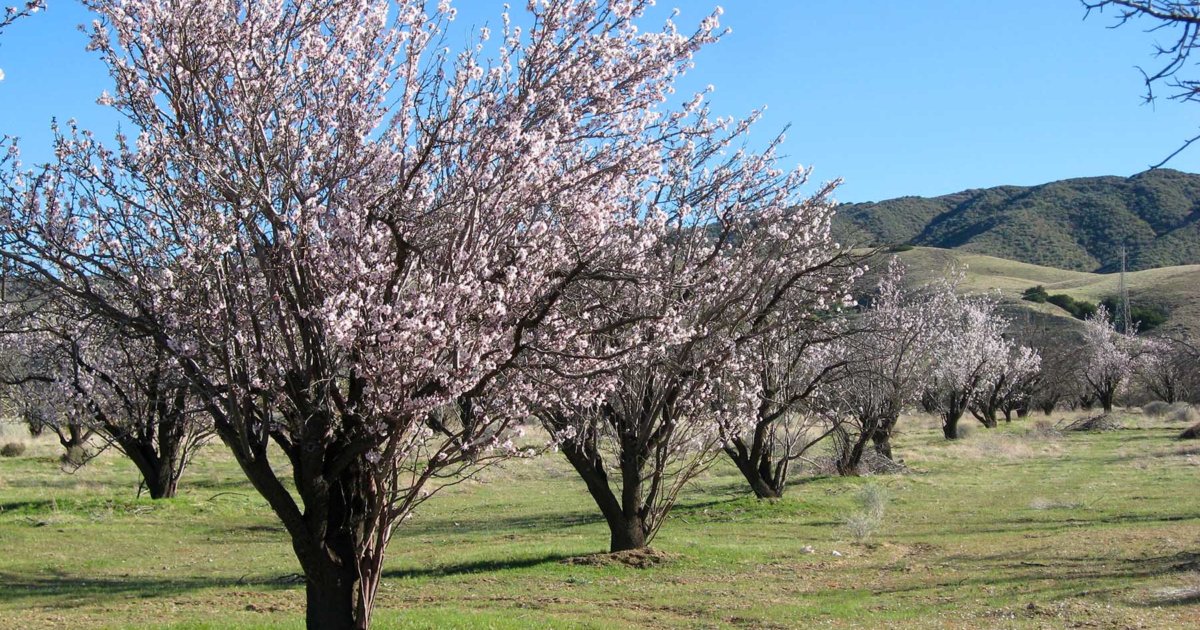 Almond Farms Keep Moving on Water Conservation | FairPlanet