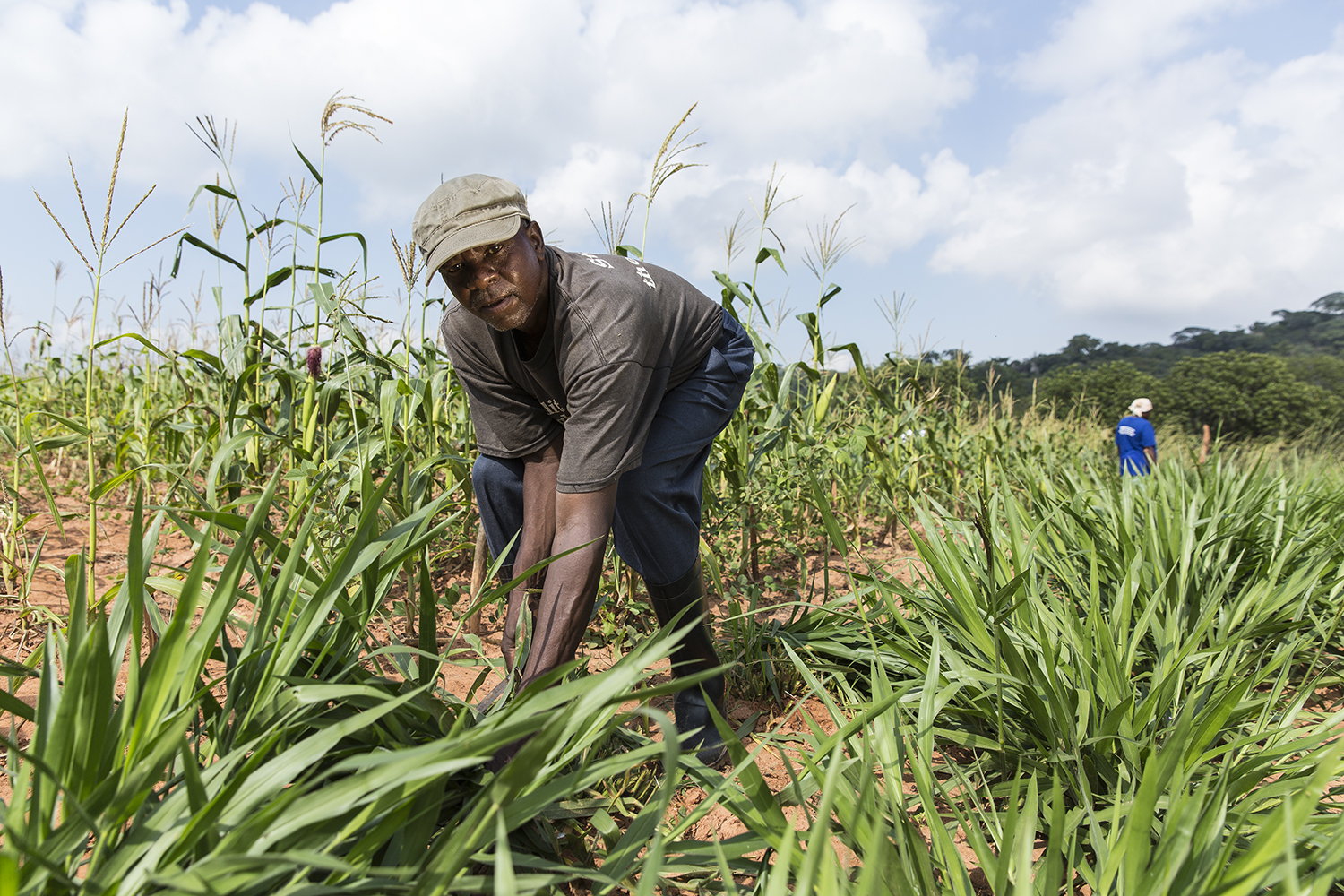 The pioneering Push-Pull method and its appeal over agrochemicals ...