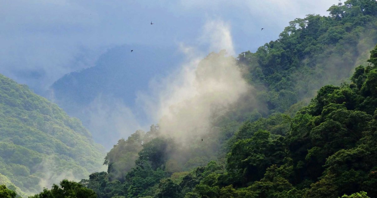 Petition for world leaders to protect and restore forests | FairPlanet