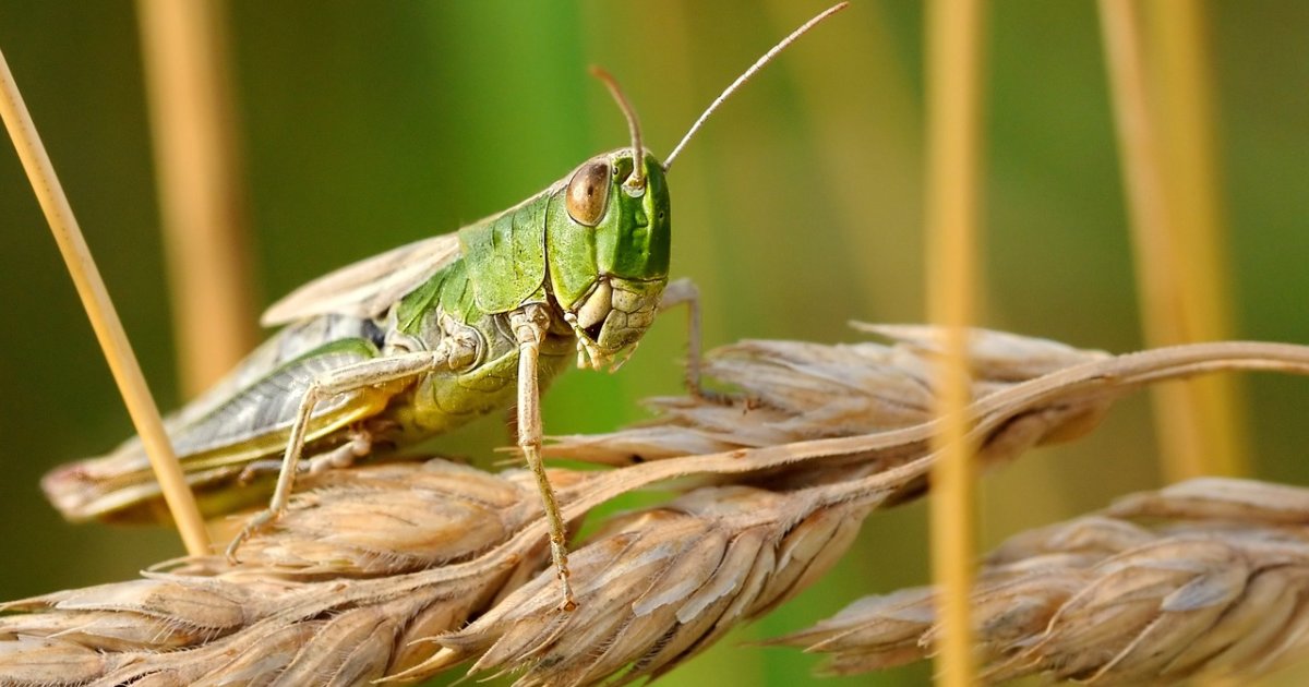 Locust invasion and the food crisis in Horn of Africa | FairPlanet