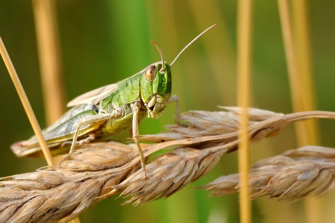 Locust invasion and the food crisis in Horn of Africa | FairPlanet