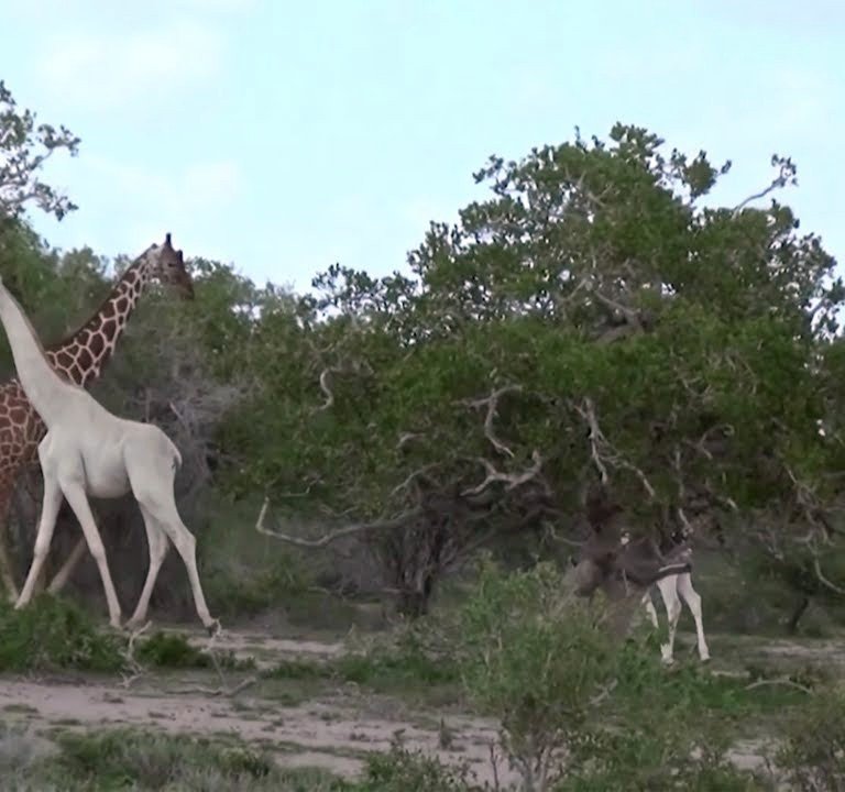 Poaching of rare white giraffes major blow to conservation | FairPlanet