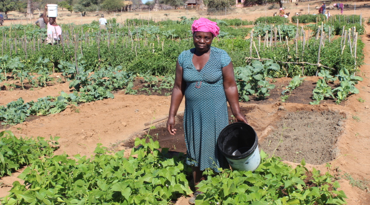 The mysterious stink bug saving an African forest | FairPlanet