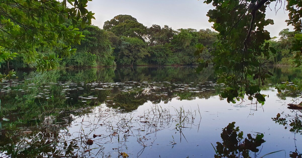 Saving the Pantanal: Brazil’s most preserved biome still needs our ...