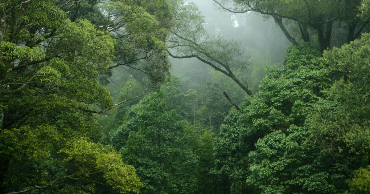 Congo’s Salonga National Park: a conservation victory | FairPlanet