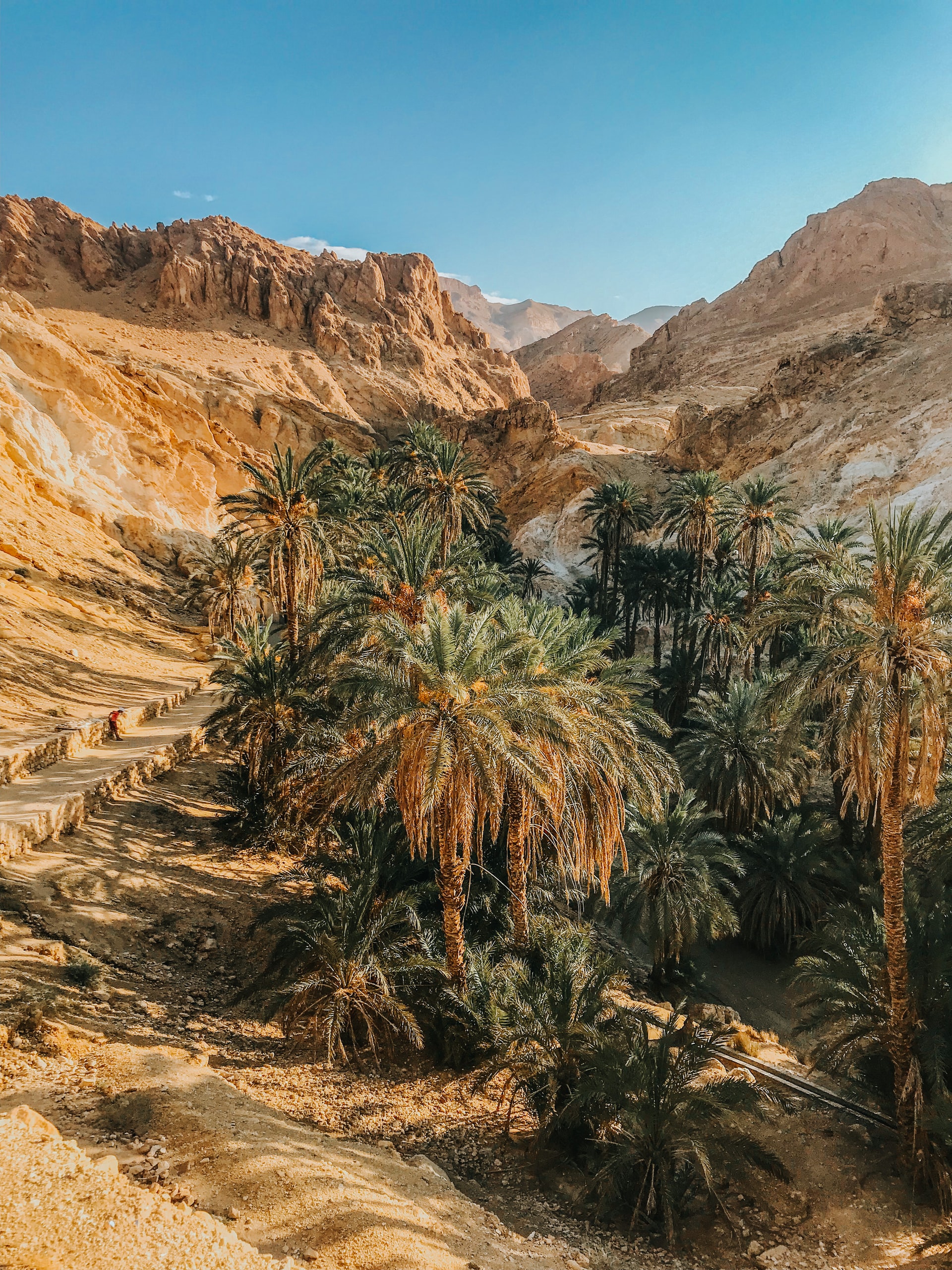 A missed opportunity to preserve oasis agriculture in Gabès, Tunisia ...