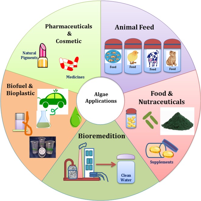 How global trading in algae threatens marine ecosystems | FairPlanet