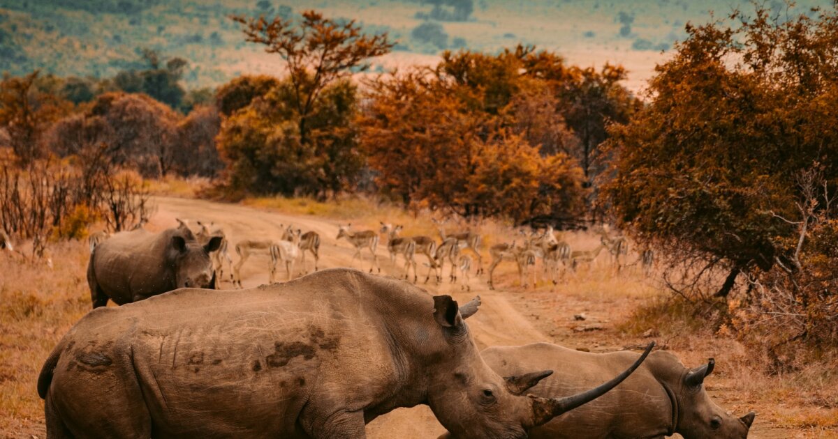 The rising threat to endangered species | FairPlanet