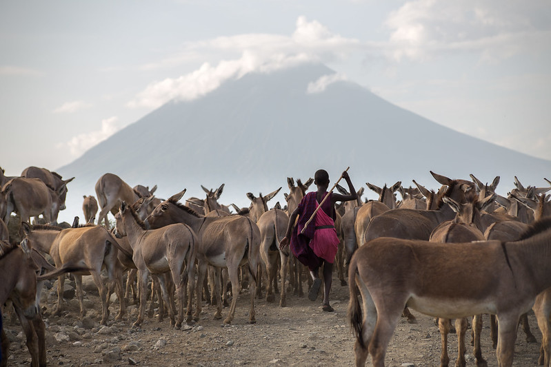 Inside the Maasais’ peaceful fight over their homeland | FairPlanet