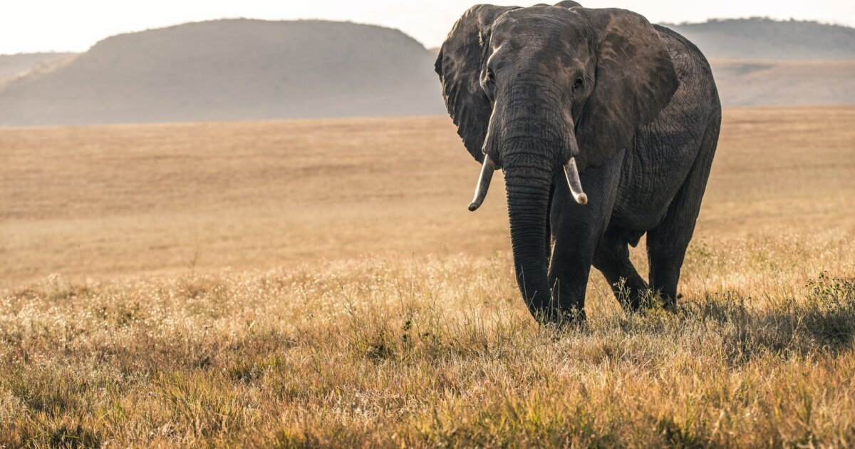 Controversy grows over elephant trophy hunting | FairPlanet