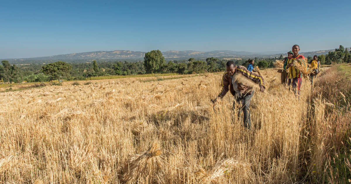 The humble wheat farmer who could save a region | FairPlanet