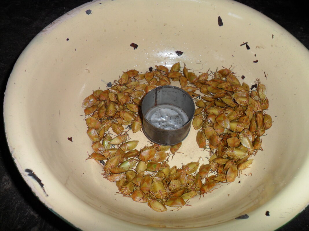 The mysterious stink bug saving an African forest | FairPlanet