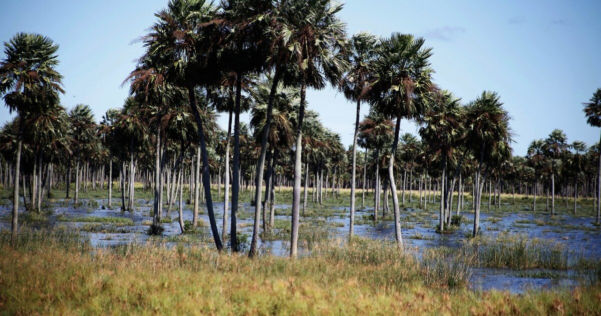 Inside the fight to save Argentina's Gran Chaco | FairPlanet