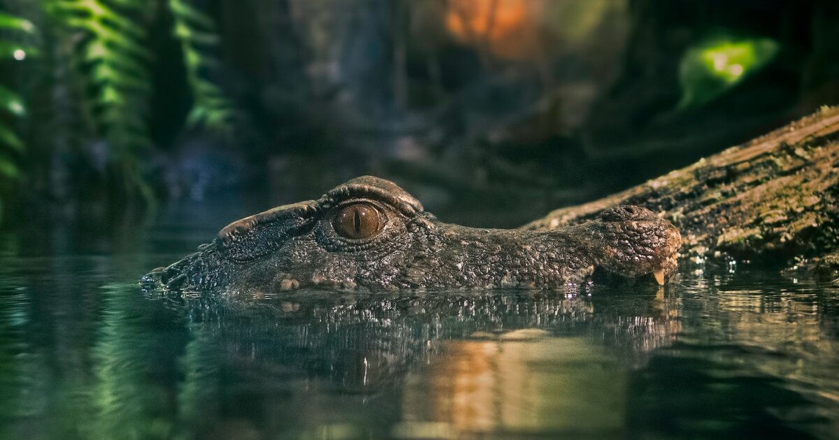 China’s struggle against released invasive species | FairPlanet