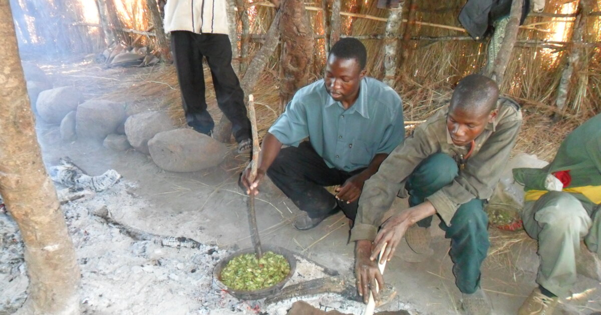 The mysterious stink bug saving an African forest | FairPlanet