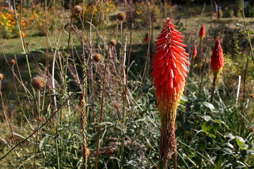 Kashmir's medicinal plants are disappearing. Here's why. | FairPlanet