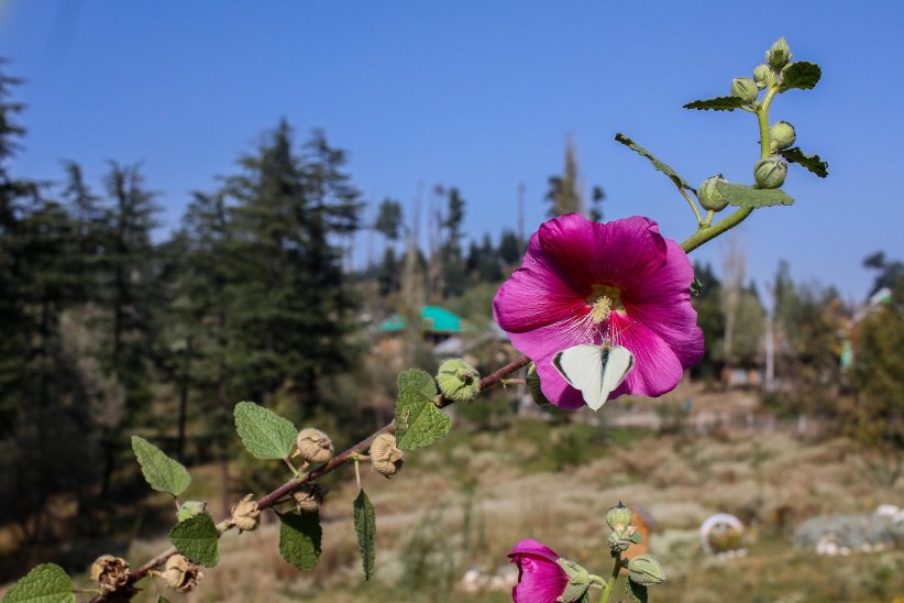 Kashmir's medicinal plants are disappearing. Here's why. | FairPlanet