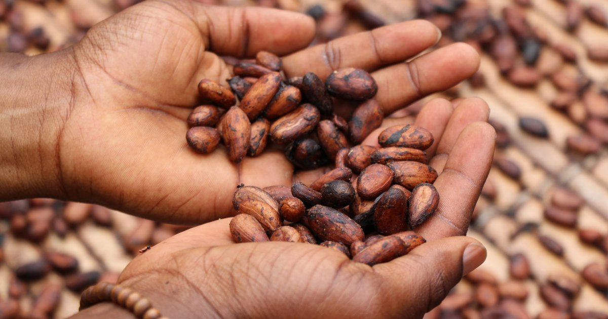 Inside the fight against child labour in the cocoa industry | FairPlanet