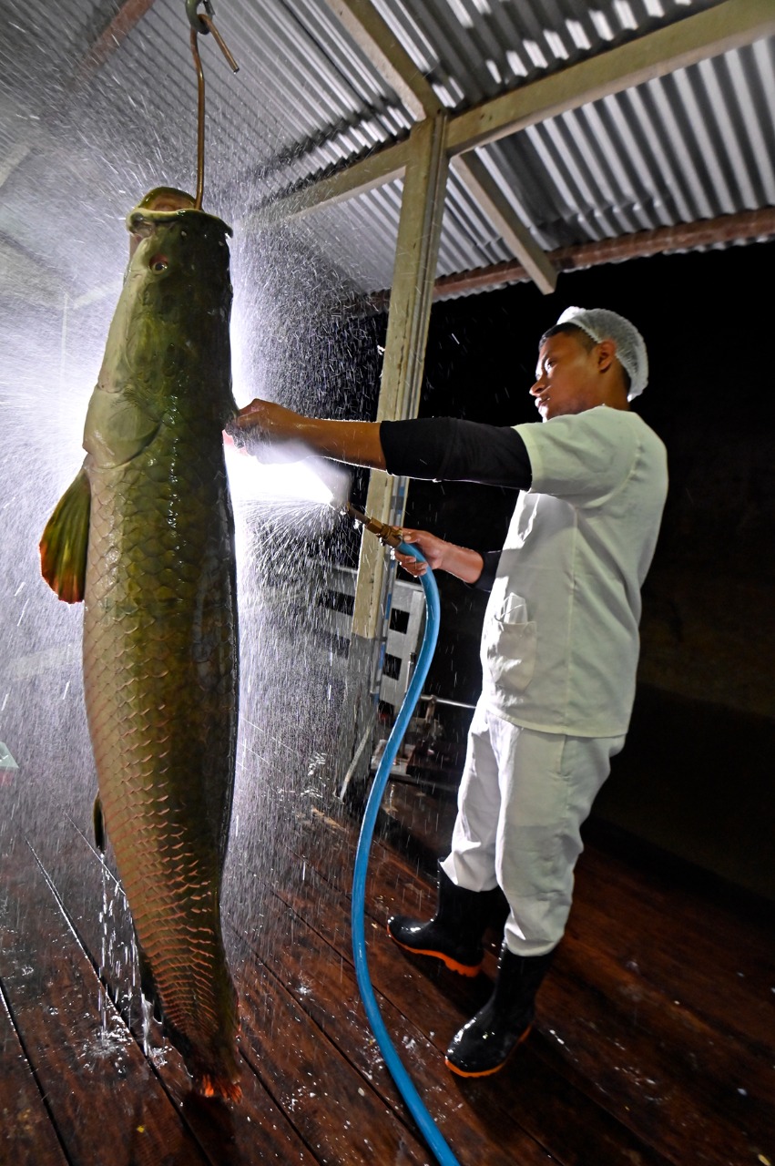 How a giant fish protects indigenous lands in the Amazon | FairPlanet