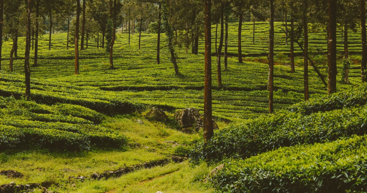 Protecting India’s valuable Open Natural Ecosystems | FairPlanet