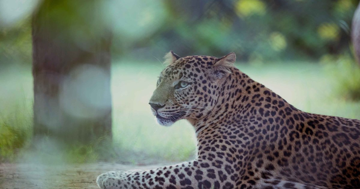 India, where humans coexist with leopards | FairPlanet