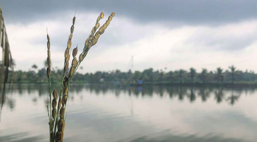 The revival of India’s climate-resilient heritage grain | FairPlanet